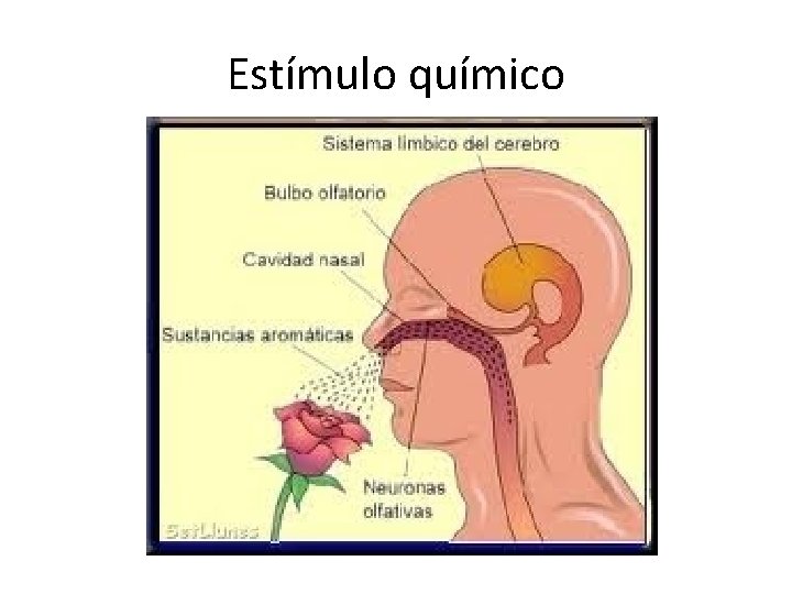 LA FUNCIN DE RELACIN Ningn ser vivo puede