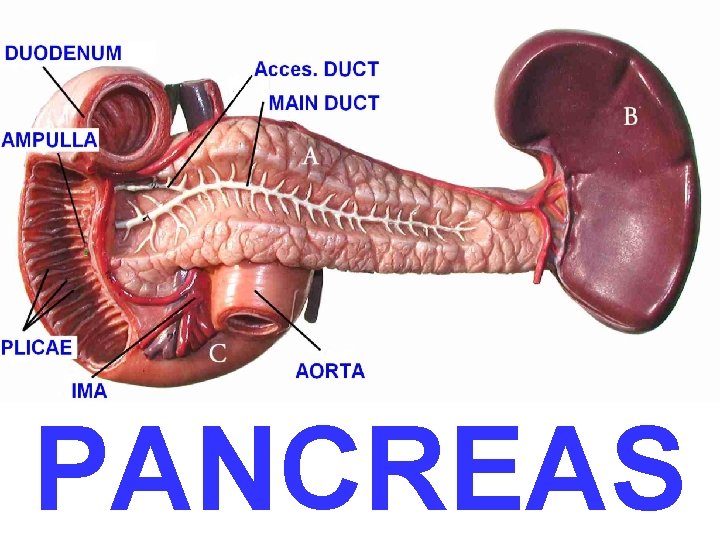 PANCREAS OBJECTIVES Understand the etiologyrisk factors pathogenesis ...
