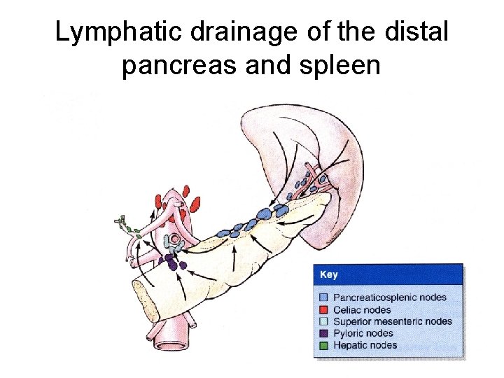 PANCREAS OBJECTIVES Understand the etiologyrisk factors pathogenesis ...