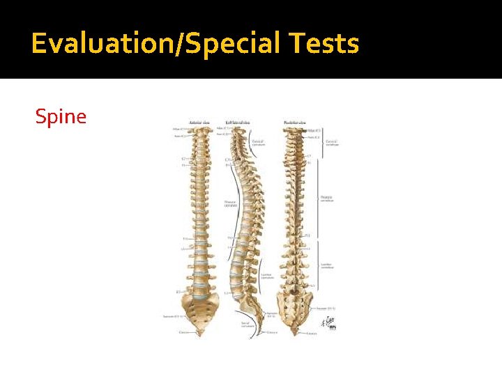 Ch 9 Thorax and Abdomen Athletic Training Objectives