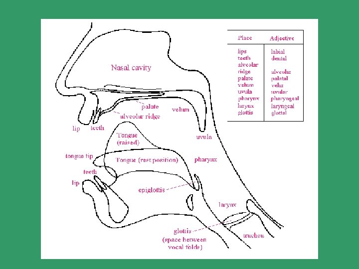Phonetics and phonology a brief introduction Raymond Hickey