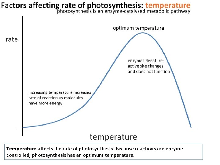 Photosynthesis Purpose and Reaction Photosynthesis is the process