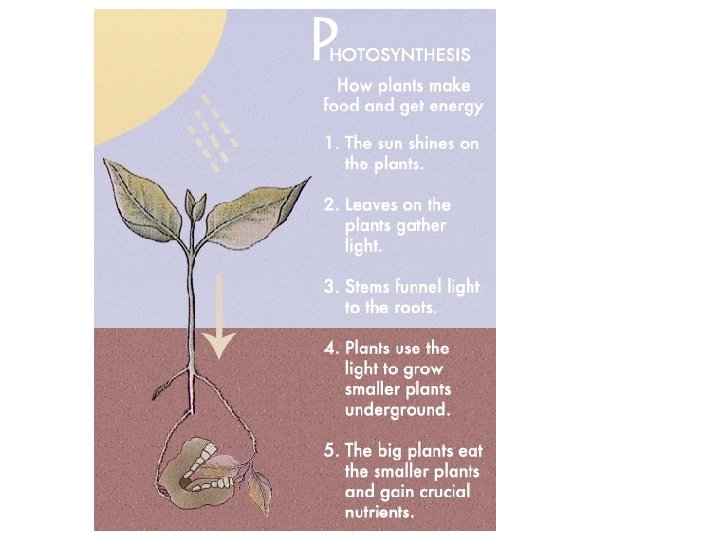 Photosynthesis Purpose and Reaction Photosynthesis is the process