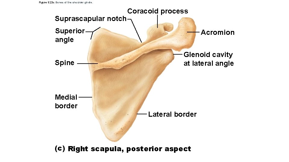 Skeletal System Review Sheet Test Date is 1122