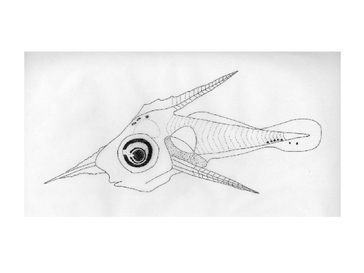 Fish Larvae Presentation Holocentridae by Zulkifli Talib Holocentrus