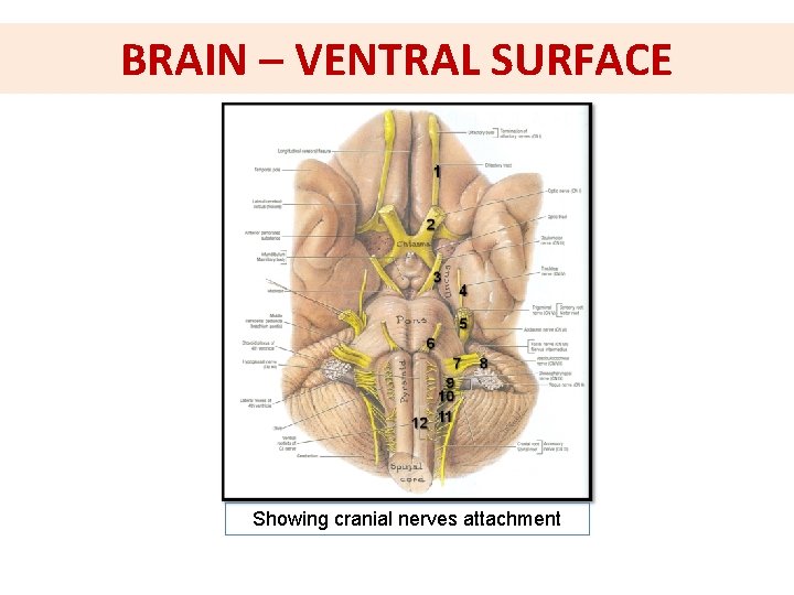 BRAIN STEM EXTERNAL FEATURES OBJECTIVES At the end
