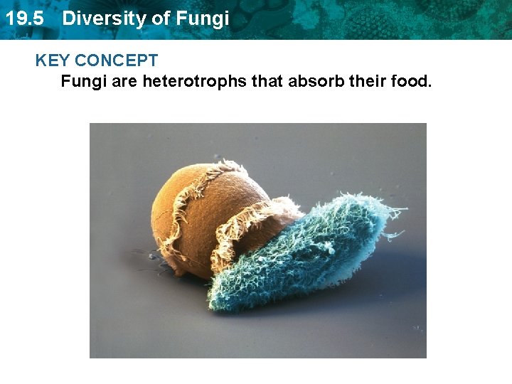 19 5 Diversity of Fungi KEY CONCEPT Fungi