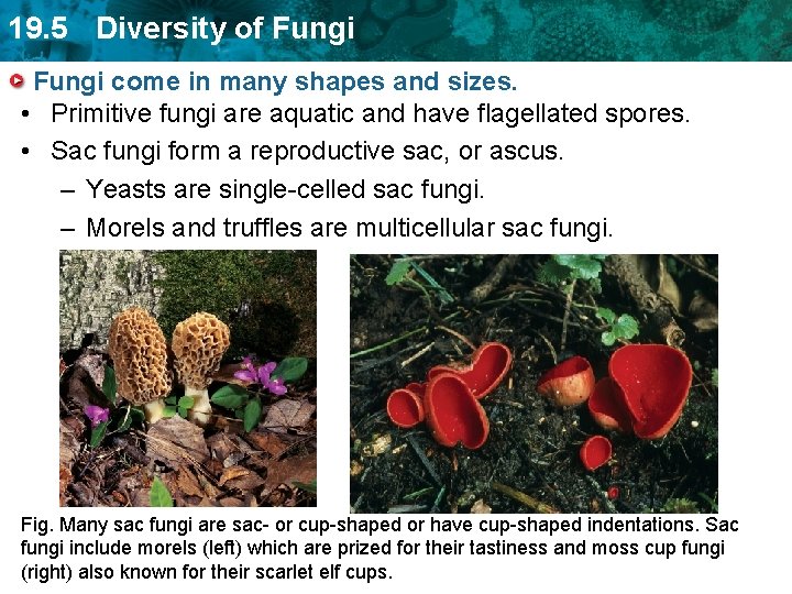 19 5 Diversity of Fungi KEY CONCEPT Fungi