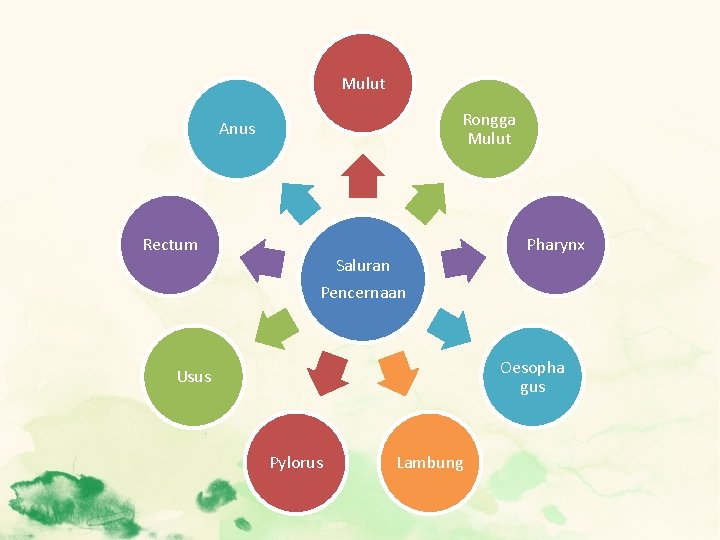 Klasifikasi Ikan dan Alat Pencernaannya Dr Ir Rita