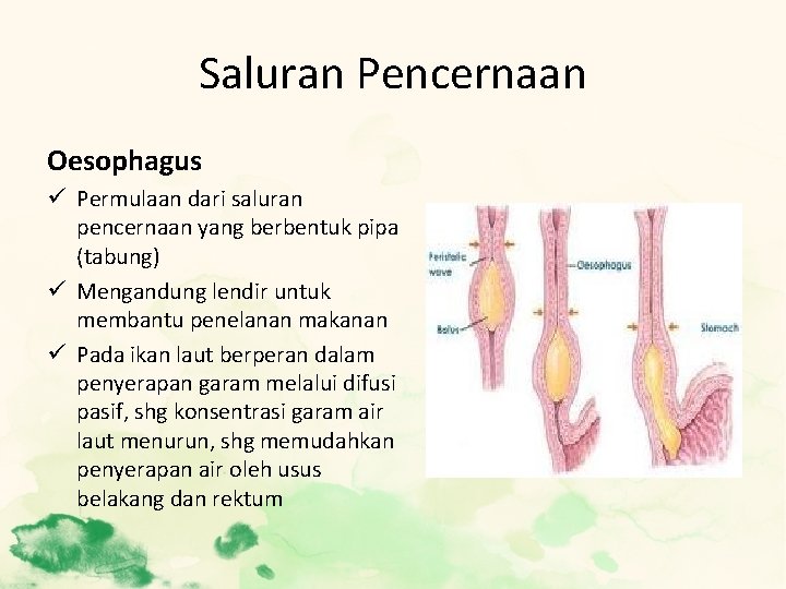 Klasifikasi Ikan dan Alat Pencernaannya Dr Ir Rita