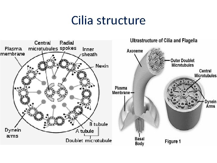 ADVANCE STUDIES IN CELL BIOLOGY Cell Movements Locomotionby