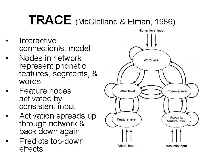 Brain Psycholinguistics Cognitive Science Outline How does ...