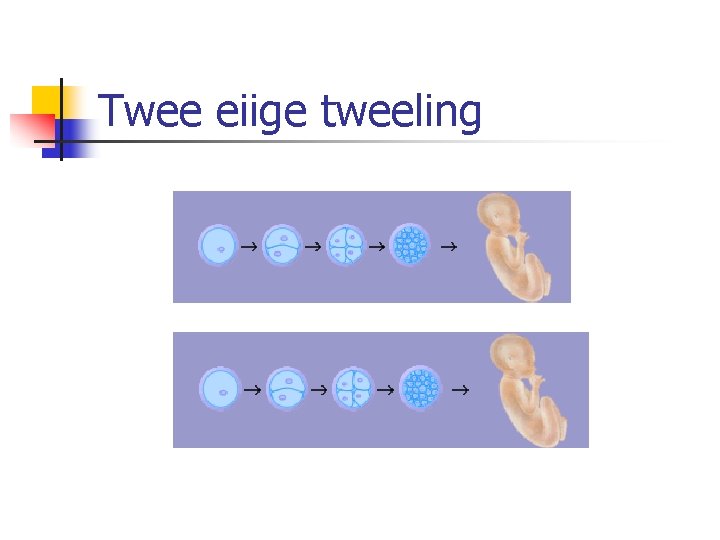 Erfelijkheid en tweelingen Klas 2 Chromosomen Van ieder
