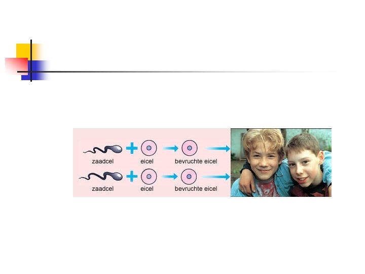 Erfelijkheid en tweelingen Klas 2 Chromosomen Van ieder