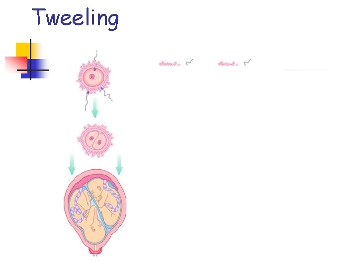 Erfelijkheid en tweelingen Klas 2 Chromosomen Van ieder