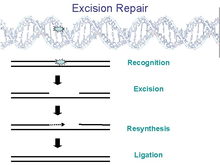 BEH 109 Laboratory Fundamentals in Biological Engineering MODULE