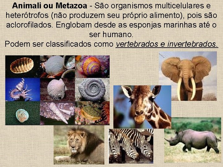 OS SERES VIVOS E O AMBIENTE Caractersticas dos