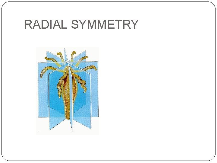 Interaction of Animals Chapter 12 Characteristics of Animals