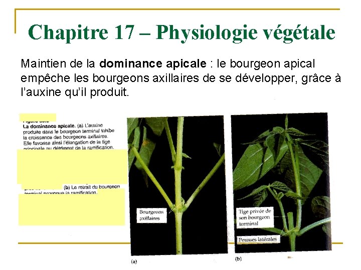 Elments de botanique Cours 13 Physiologie des plantes