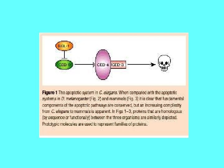 Programmed Cell Death and Apoptosis Outline 1 Introduction