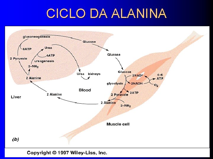 Ciclo da Uria Rota metablica responsvel pela transformao