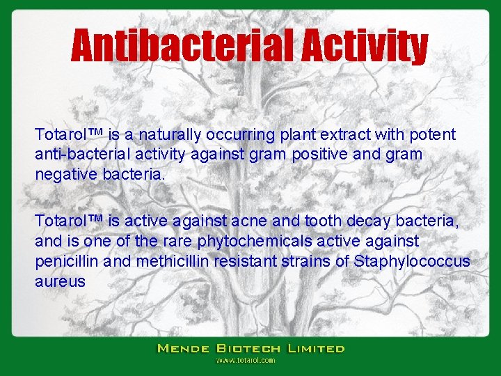 Totarol The Worlds New Natural Active Mende Biotech