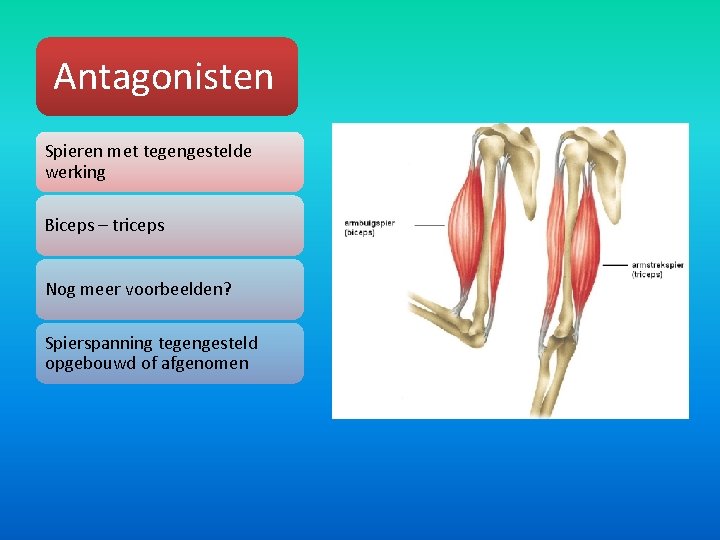 Thema 6 Regeling en waarneming Onderdeel Spieren en