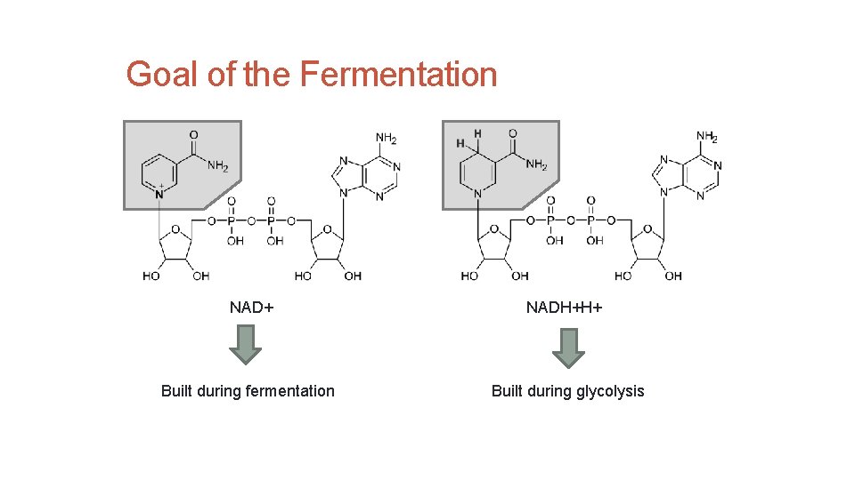 Erasmus Sustainability by Biotechnology Production of BioHydrogen by