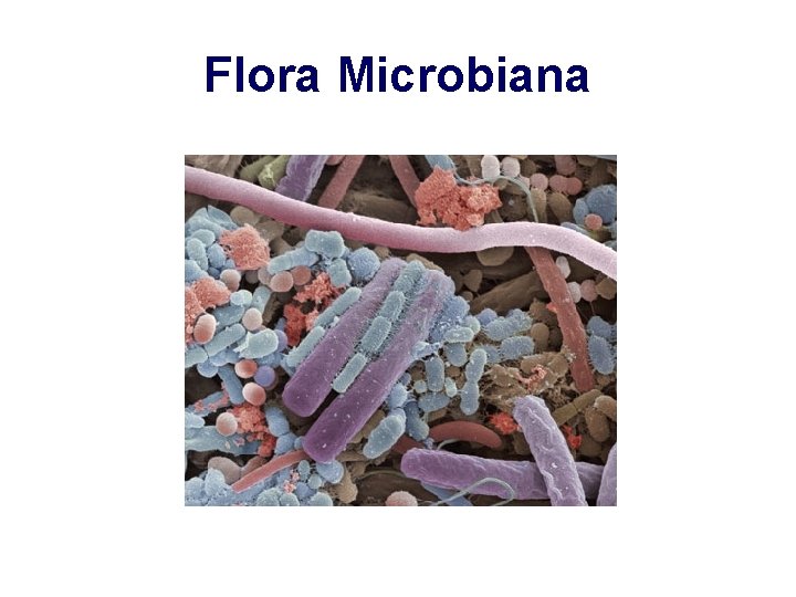 Flora microbiana Nomenclatura y definiciones actuales Microbiota humana