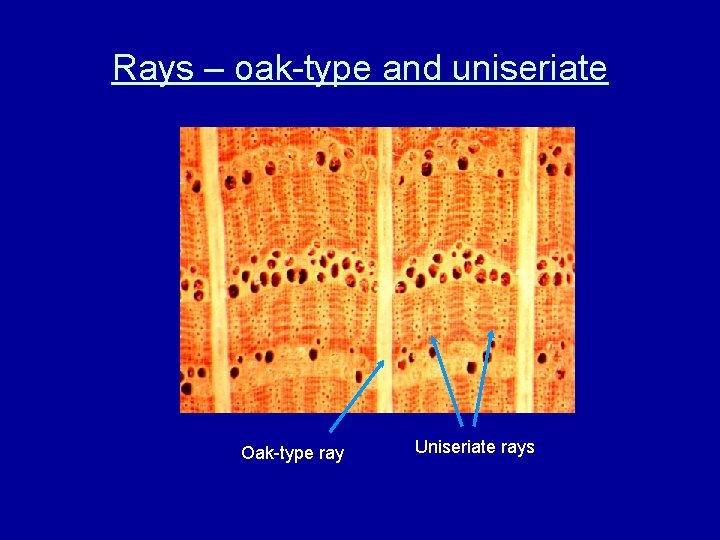 Hardwood anatomy Hardwoods vessel element and pores Vessel