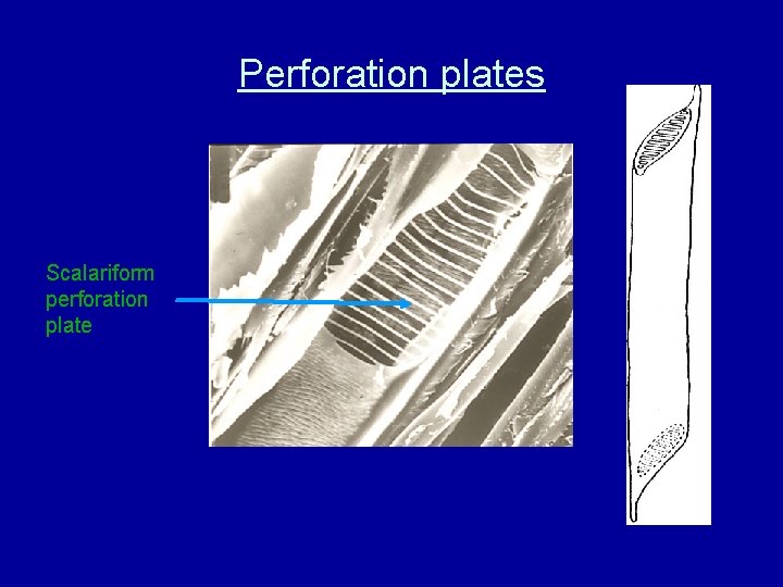 Hardwood anatomy Hardwoods vessel element and pores Vessel