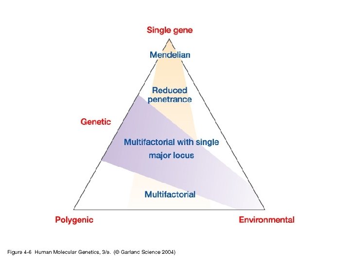 Genes in Pedigrees Populations 1 Monogenic versus multifactorial