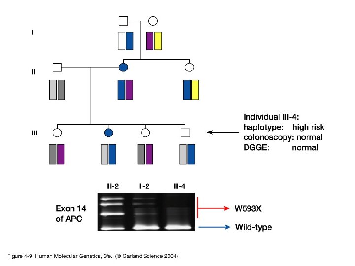Genes in Pedigrees Populations 1 Monogenic versus multifactorial