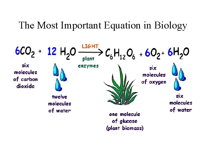 Plant Metabolism Photosynthesis The Most Important Equation in