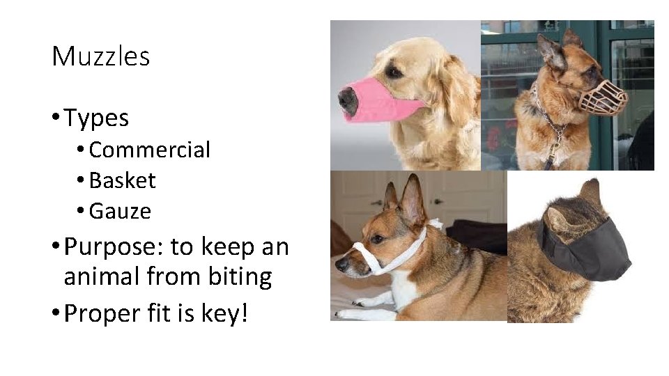 Handling and Restraint Vet Science Ms Bly Behavior