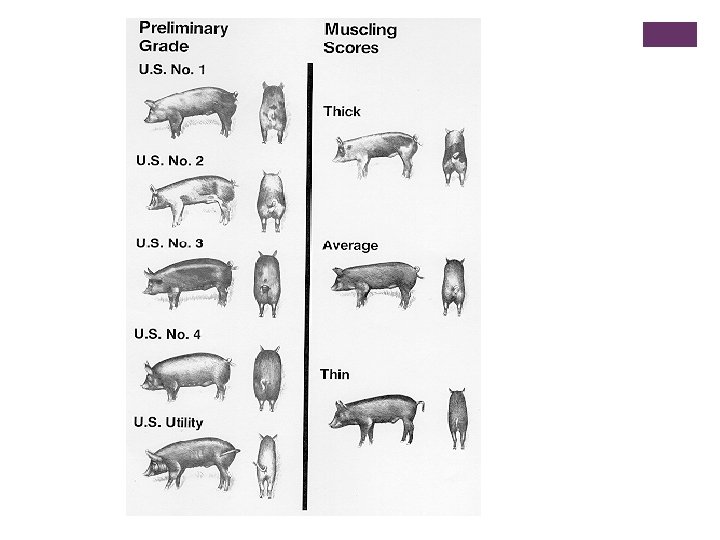 Market Swine Grades of Swine Megan Kay Objectives