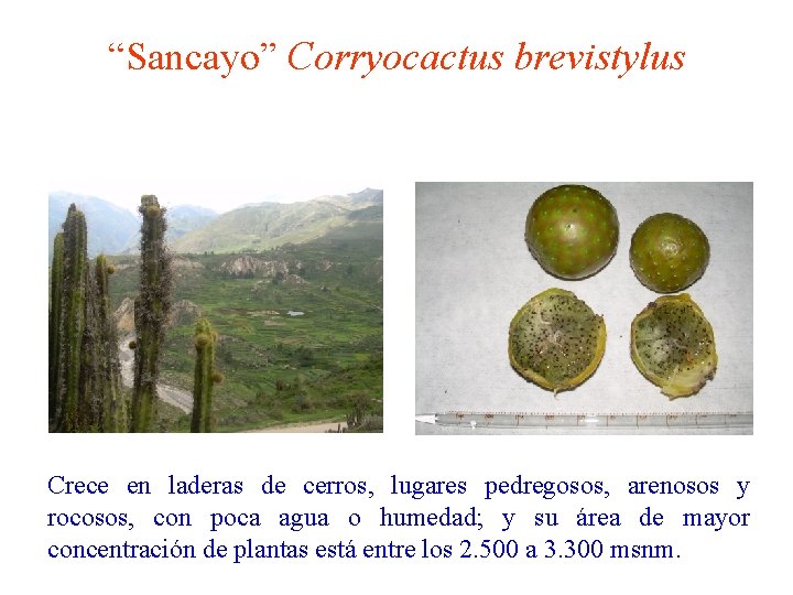 Identificacin de los principales compuestos de la Algarrobina
