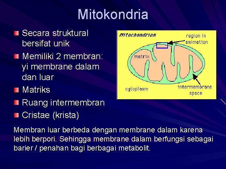 TRANSPORT ELEKTRON DAN FOSFORILASI OKSIDATIF Sumber utama dari