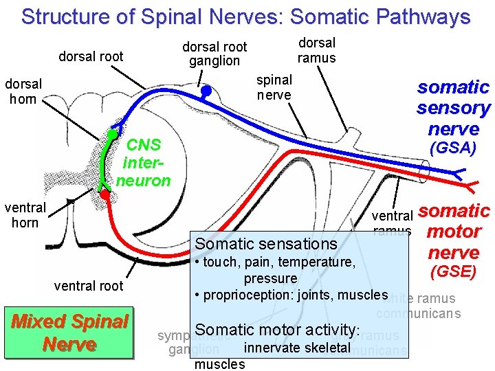 Peripheral Nervous System 1 The Somatic System 20