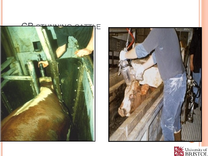 Meat hygiene and control METHODS OF SLAUGHTER B