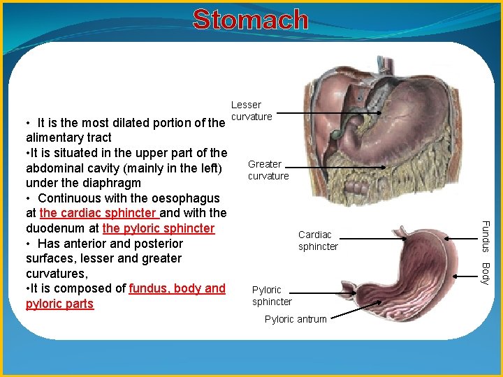 Digestive System By Prof Nabil A Hasan Organs