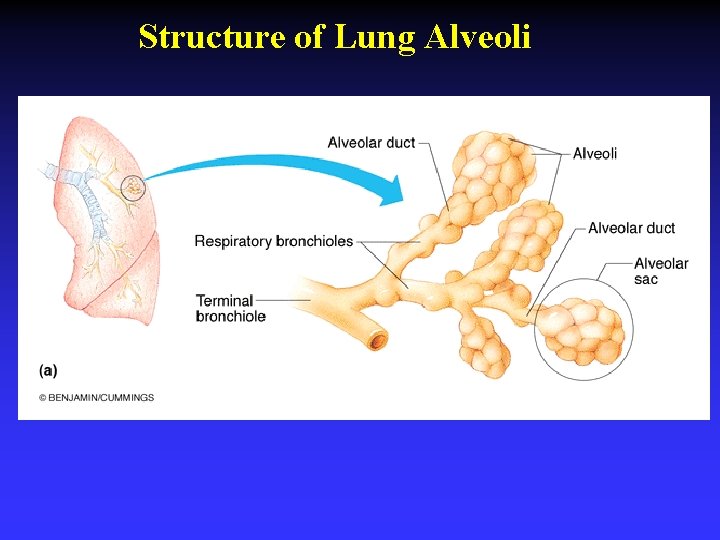 Chapter 22 RESPIRATION THE EXCHANGE OF GASES Human
