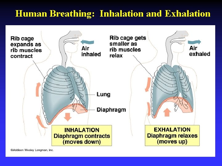 Chapter 22 RESPIRATION THE EXCHANGE OF GASES Human