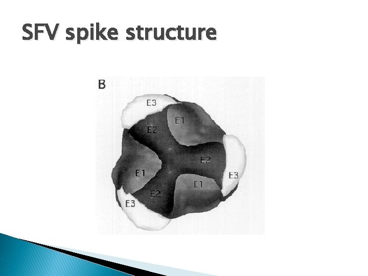 Virus Life Cycles in 3 D The Art