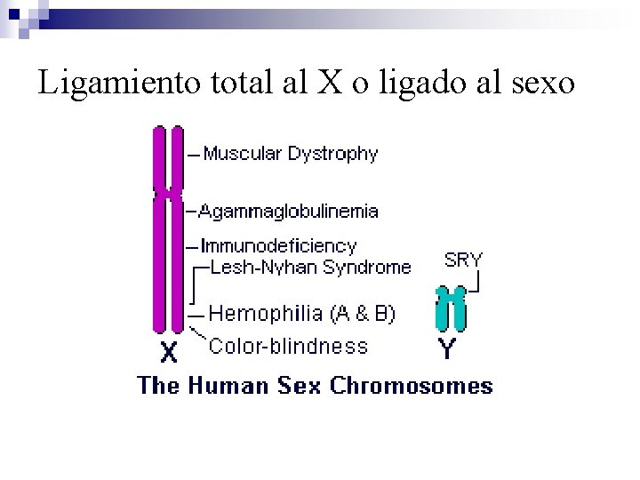 Gentica del sexo CRESTA UROGENITAL La determinacin del