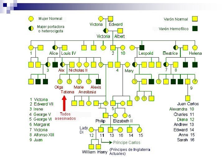 Gentica del sexo CRESTA UROGENITAL La determinacin del