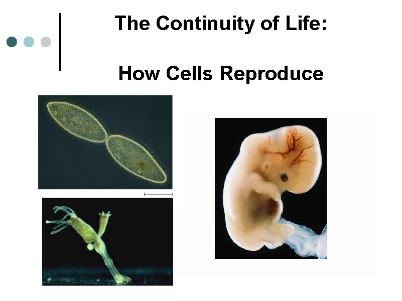 The Continuity of Life How Cells Reproduce mitotic