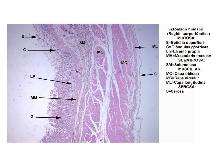 Histologa digestiva Estructura general del aparato digestivo ...