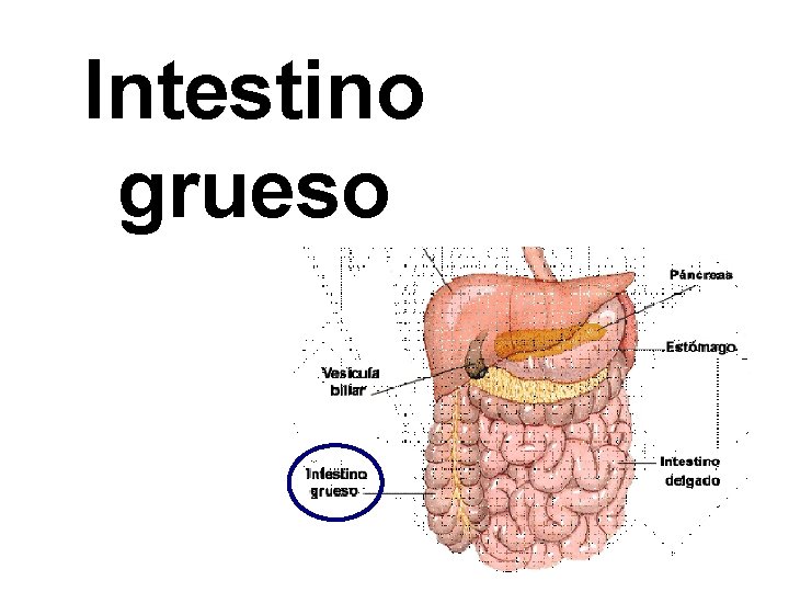 Histologa digestiva Estructura general del aparato digestivo ...