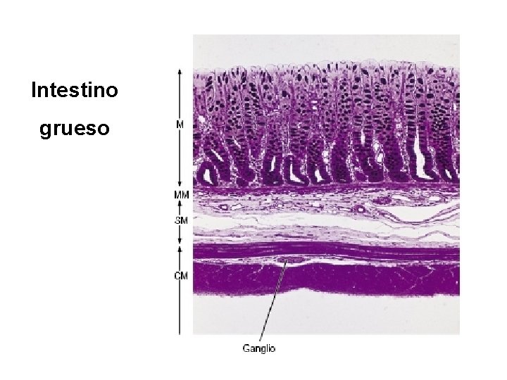 Histologa digestiva Estructura general del aparato digestivo ...